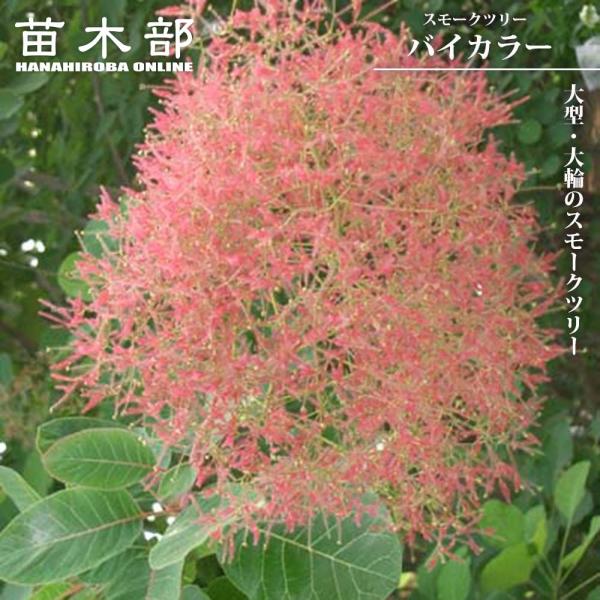 ●品種の特徴「バイカラー」は、花の芯が黄〜黄緑色で桃色の花穂との対比が美しいスモークツリーです。スモークツリーは中国、ヨーロッパ原産の落葉樹です。　主に切り花やお庭のシンボルツリーとして用いられることが多く、フワフワして綿毛のような感じで特...