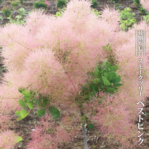 ●品種の特徴「ベストピンク」は枝が暴れにくくコンパクトな樹形にまとまります。また、非常に花付きが良い鉢植えにも向く人気のスモークツリーです。スモークツリーは中国、ヨーロッパ原産の落葉樹です。　主に切り花やお庭のシンボルツリーとして用いられる...