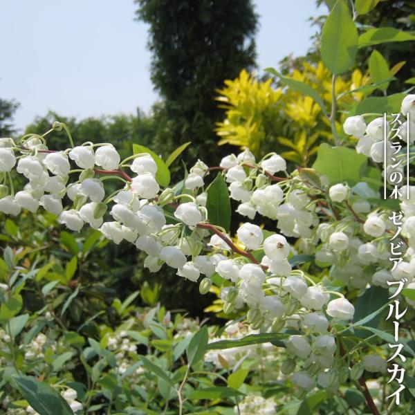 ●品種の特徴ゼノビア「ブルースカイ」は銀青色の葉が爽やかな人気の美葉品種です。初夏に咲くスズランの様な純白の花も涼やかで可愛らしい。花付も良いおすすめの品種です。学名：Zenobia pulverulentaBlue Sky　ツツジ科　ゼノ...