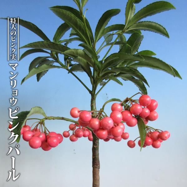 ●品種の特徴宝船と同じくらいの極大実！とても可愛らしいピンクの実を付ける万両（マンリョウ）です。万両（マンリョウ）は百両などよりも丈が高くなり、多く実をつけるので、より縁起のよい名になった常緑樹です。お正月などに飾られます。ぎざぎざの葉で隠...