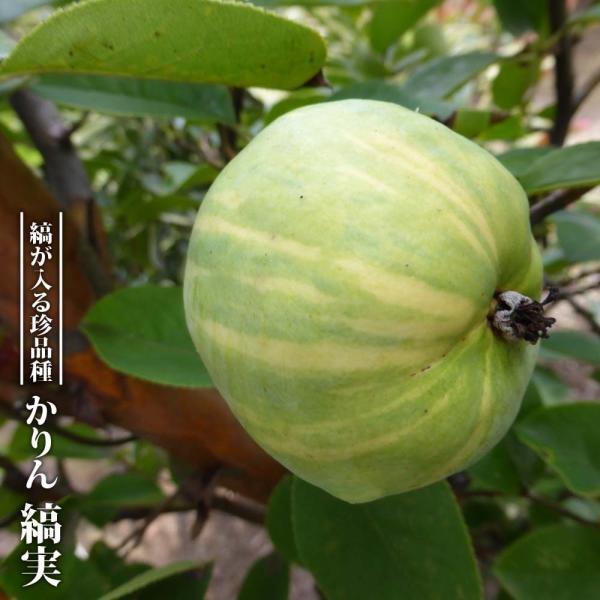 ●品種の特徴暁星は果実に可愛らしい縞が入る品種です。2022年までは「縞実」の名前で販売しておりました。花梨（かりん）は縁起の良く、記念樹にもおすすめ。語呂合わせでの「金は貸すが借りない」の縁起を担ぎ、庭の表に「カリン」を植え、裏庭に「カシ...