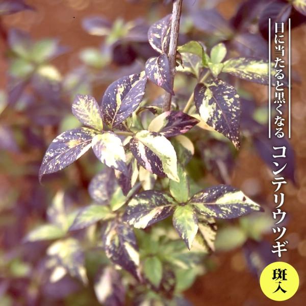 ●品種の特徴「コンテリウツギ（コガクウツギ）」は、アジサイによくには花を咲かせ、日当たり良く管理すると、特に枝先の葉が漢字表記の紺照空木にふさわしい、照りのある黒葉に染まります。こちらの品種は、さらに白斑が入る非常に観賞価値が高い珍しい品種...