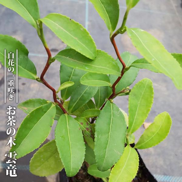 ●品種の特徴「チャノキ雲竜」は、枝が天に上る竜のようにうねりを見せる珍品種です。花も実も楽しめ、そのうえ樹形まで鑑賞できる欲張り品種です。【お茶の木（茶ノ木・チャノキ）全般の特徴】果樹畑の低めの生垣に植えられているのをよく見かけます。庭木と...