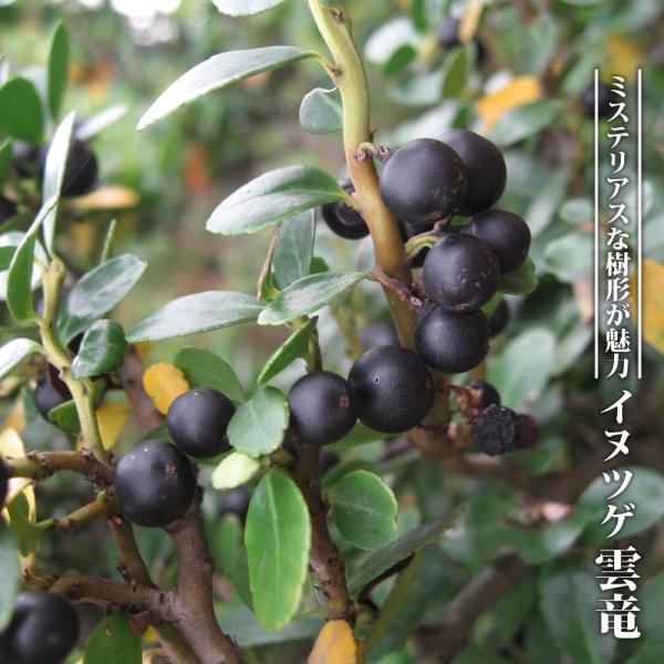 ●品種の特徴スパイラルドラゴンは、うねるように伸びる枝が魅力のイヌツゲです。雲竜品種の特徴でもありますが、通常のイヌツゲと比べ成長がゆっくりなので、鉢植えや盆栽にもおすすめの品種です。イヌツゲの仲間は酸性土壌を嫌う性質はあるので、鉢植えなら...