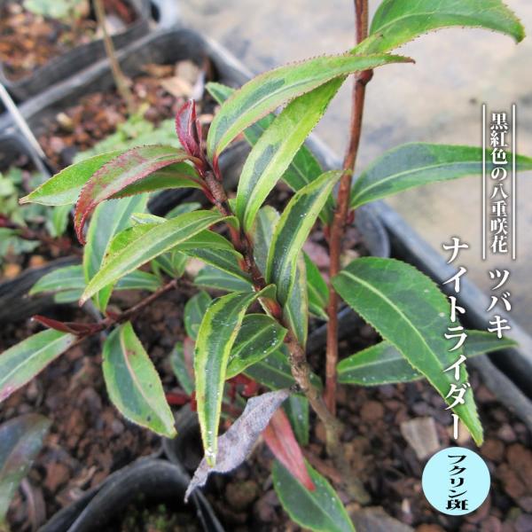 ●品種の特徴ナイトライダーは、ダークレッドの花が珍しい黒椿です。黒椿とは花弁に赤の色素が多く、花の色が黒味がかって咲く品種のことで、渋く気品のある赤黒の椿です。深みのある花色が洋風の庭によく合います。寒さが少し苦手ですので、冬は寒さ避けをお...
