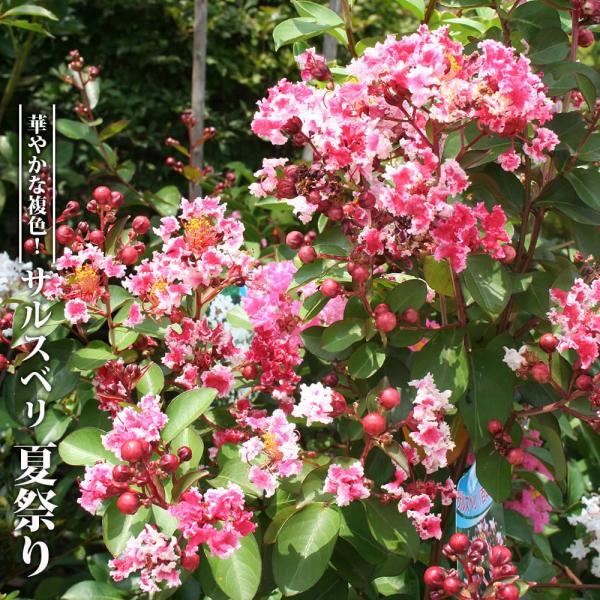 ●品種の特徴百日紅と書いて、サルスベリといいます。その名のとおり、花は開花期の長く、7月〜9月まで咲きます。開花期が長いのが嬉しいです。風で揺れる花穂が夏を楽しくさせてくれます。サルスベリ　夏祭りは別名でペパーミントレースとも言います。赤地...