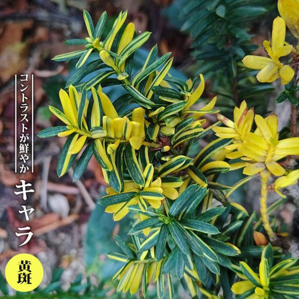 ●品種の特徴珍しい斑入り葉のキャラは全部の葉に斑が入らないので、苗が小さいと斑が入っていないものをお届けしてしまう場合があります。枝が増えていくと斑入り葉も出ます。キャラ（キャラボク・伽羅木）はイチイの変種とされています。イチイとは異なり幹...