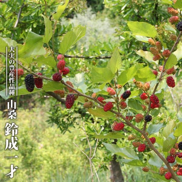 ●品種の特徴桑「鈴成一才」は、名前の通り赤や黒の実が鈴なりになる品種です。大実の一才性品種で木が小さな内から結実が見込めます。洋名マルベリーと言います。昔から馴染みのある木で土壌の適応性も高いのでやせ地でもよく育ち、たいへん丈夫です。蚕の餌...