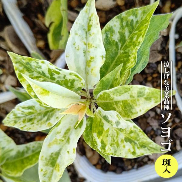 ●品種の特徴斑入のソヨゴ　です。涼しげな斑が入る美葉品種です。斑入りの品種あるあるなのですが、斑入のソヨゴも花が咲いたのを見たことがありません。たぶん咲くと思いますが非常にまれです。斑入りソヨゴのよくある質問Q: 雌か雄のどちらが届くかは分...