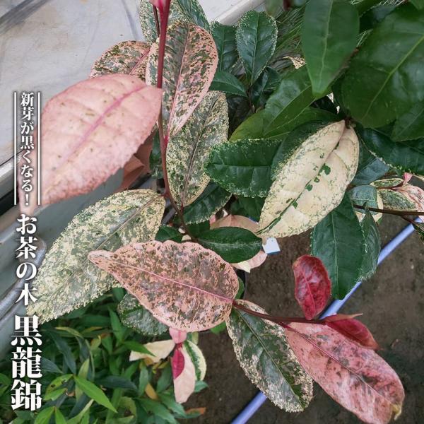 ●品種の特徴チャノキ「黒龍錦」は、葉に白散斑が入る天白錦の新芽が黒芽になる珍品種です。新芽の時が一番綺麗で、斑の入り方も葉がピンクになったりします。花は大輪の白花で咲き進むにつれて桃色に変化します。直立性で高さが4〜5mに成長することも。【...