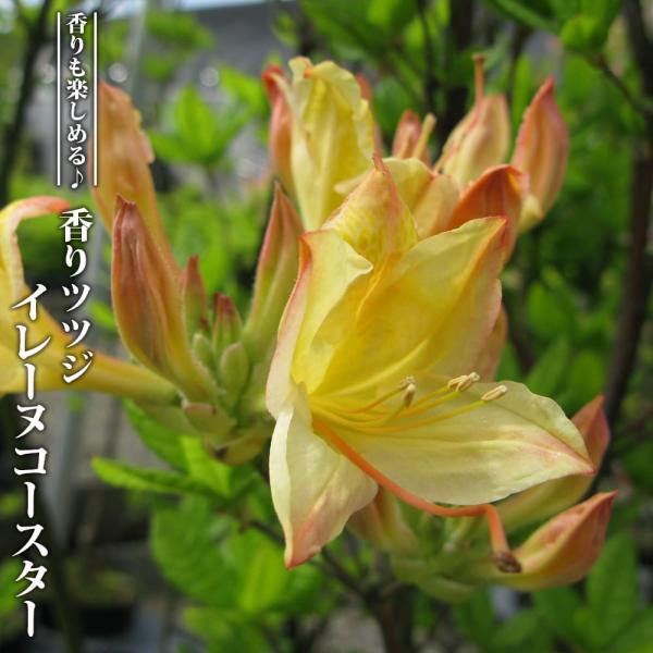 ●品種の特徴香りツツジ「イレーヌコースター」は、匂いツツジとも呼ばれる香りのよいツツジの一種です。クリーミーイエローの美しい大輪を咲かせます。黄色いツツジは珍しいです。花に鼻をかざすとユリの香りに似た甘い香りがします。ツツジは花姿もあでやか...