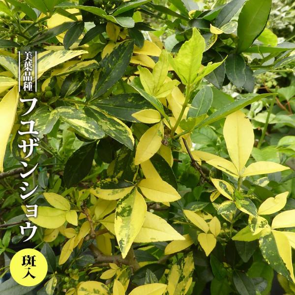 ●品種の特徴フユザンショウ「斑入」は、葉に鮮やかな黄色い斑が入る珍しい美葉品種です。「ふゆざんしょう」はサンショウの常緑品種。冬でもわずかに葉を残します。サンショウと名がつくものの、葉や実には芳香性がなくもっぱらサンショウの接木の台木として...
