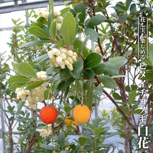 ●品種の特徴大きくなりにくい矮性のイチゴノキ。こちらの品種は、可愛らしい白花が楽しめます。成長が遅く病害虫にかかりにくいため、手入れがいらない庭木です。一年を通じて様々な姿が楽しめます。イチゴノキは、ツツジ科の常緑低木種で、イチゴのような（...