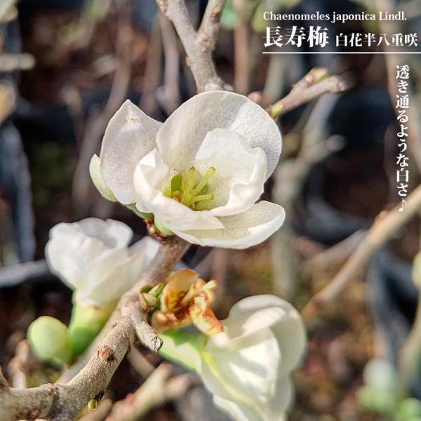 ●品種の特徴「白花 半八重咲」は、美しい純白の半八重の花を咲かせる珍しい品種です。長寿梅は野ボケの一種で枝には鋭いトゲがあります。木瓜（ボケ）に比べ太りは遅いですが、芽吹きがよく、剪定を繰り返すとふわっと柔らかい株立ちに仕立てられます。生長...