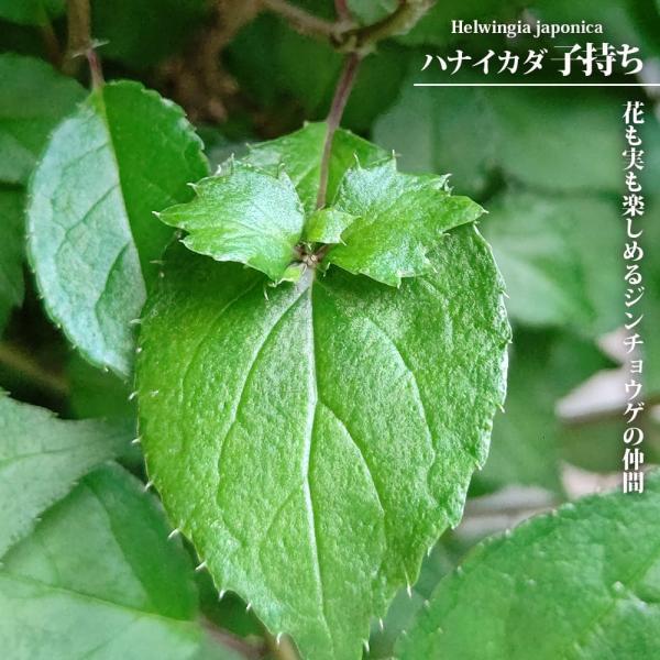 ●品種の特徴ハナイカダ「子持ち」は、葉の上に更に小さな葉が乗る姿がとても可愛らしい珍しい品種です。花筏（はないかだ）は桜のようにギザギザした葉で、葉の上（主脈の真ん中）に花をつけ、8月〜10月ごろに果実を実らせます。雌株には雌花が、雄株に雄...