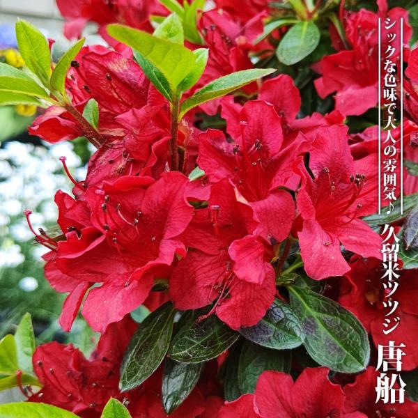 ●品種の特徴久留米ツツジ「唐船」は黒みをおびた深い赤色の花弁がとてもシックな印象です。強健で育てやすく花も美しい人気のツツジです。ツツジは花姿もあでやかで和風庭園だけでなく、洋風庭園でも良く合います。強健な性質で植木の下草やグランドカバーと...