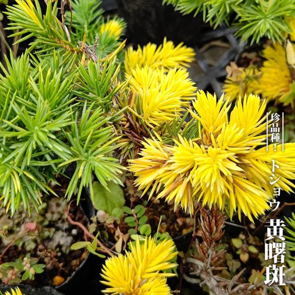 ●品種の特徴トショウ（杜松）黄曙斑は、ほぼ一年中、新芽が鮮やかな黄金色になる珍しい美葉品種です。葉はマツに比べて短いのですが、細く鋭くネズミを刺すほどという意味合いからの「ネズ」の樹ですが、枝枯れしやすく、芽摘みにも手間がかかるので、玄人好...
