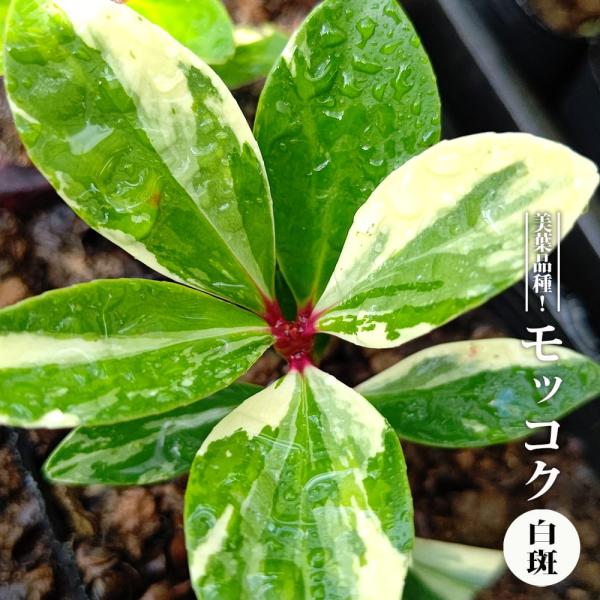 ●品種の特徴モッコク「白斑 」は光沢がある葉に鮮やかな白掃込斑が入る珍しい美葉品種です。「モッコク」は江戸五木の1つで、モチノキやマツと並び「庭木の王」と称されます。耐寒性はさほどないため、庭木として利用されるのは関東以南になりますが丈夫で...