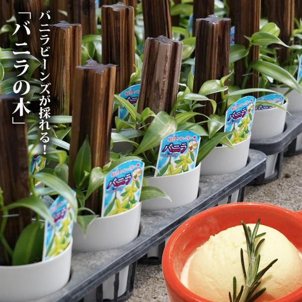 【発売日：2026年04月30日】●品種の特徴ついに苗木部に上陸した「バニラの木」。お菓子作りをされるかたはよくご存知かと思いますが、スーパーなどでもバニラビーンズであまりおいてないんです。「スーパーまで出向いたのにない！」という経験をされ...