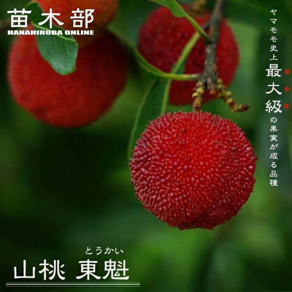 ●品種の特徴東魁（とうかい）はヤマモモの中でも特に大きく、大きいものでは約25g、ピンポン玉ほどの大きさにもなります。直径3cmを超える超大粒品種です。酸味が少なく、糖度も高いです。樹勢が強く、病害虫にも強いので、初めてのかたにもおすすめの...