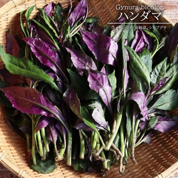 ●品種の特徴「ハンダマ」はスイゼンジナ、金時草、シキブグサ、ハルダマ、パルダマ、 パンダマとも呼ばれる、熱帯アジア原産のキク科の多年草です。生で食べるとシャキシャキとした食感、加熱するとぬるぬるとした独特の粘りが出るのが特徴です。サラダ・酢...
