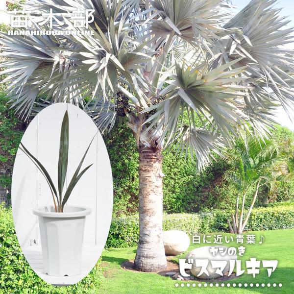 ●品種の特徴「ビスマルキア」はマダガスカル原産の鑑賞用ヤシです。雌雄異株で実は食べられるとされています。鳥が羽ばたいているようなシルバーブルーの大きな葉が特徴的で、粉を吹いたような白さ。現地では20ｍを超える高さに成長しますが、その成長速度...