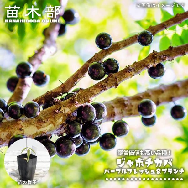 ●品種の特徴「パープル フレッシュ&amp;ブランチ」はブラジルで新たに発見されたユーゲニアの新種。名前の通りパープルの果肉を実らせます。さらに幹も美しい赤みを帯びるため、観賞用としても非常に魅力的です。原産地ブラジルの言語であるポルトガル...