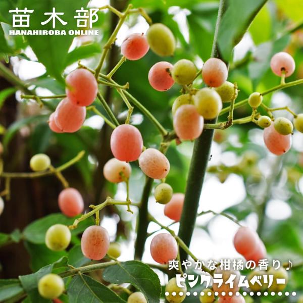 ●品種の特徴「ピンクライムベリー」は中華圏の柑橘ワンピの近縁種で、ピンクワンピとも呼ばれています。ワンピは甘い伊予柑のような味がする果物です。こちらの品種はピンク色の可愛らしい見た目で、香りはスパイシーさもありフィンガーライムに似ています。...
