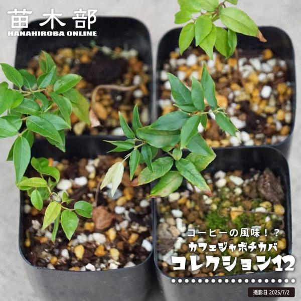 ●品種の特徴「コレクション12」はカフェジャボチカバの中で最高の品種と言われています。愛好家によるとその風味はコーヒーノキの甘い赤い実に似ているといいます。成長はゆっくりです。湿度と弱酸性の土壌を好み日当たりを良くする事で、たくさんの実が収...