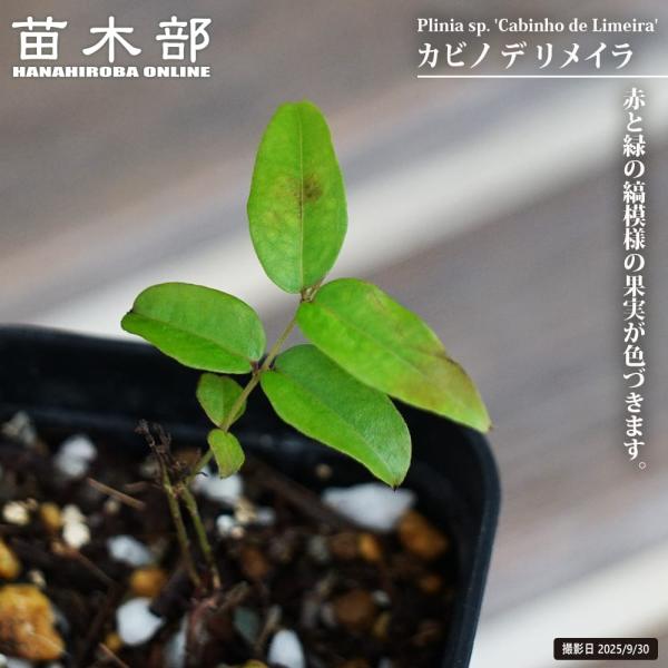 ●品種の特徴「カビノ・デ・リメイラ」の果実は赤と緑の縞模様に美しく色づき、皮は非常に薄いのが特徴。中には小さな種子が入っていますが、甘く美味しい果肉が多く含まれており、食味に優れています。果実は木に小さな房状に実り、見た目にも美しい品種です...