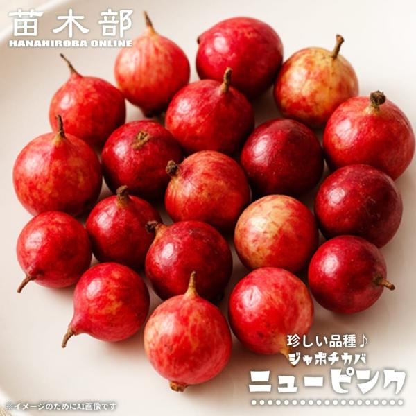 ●品種の特徴「ニューピンク」は従来のジャボチカバに見られる濃い色合いとは異なり、やわらかなピンク色の果皮を持つ非常に珍しい品種です。新たに見出されたこの系統は、観賞価値の高さだけでなく、味わいの面でも優れており、果肉は甘くジューシーで非常に...