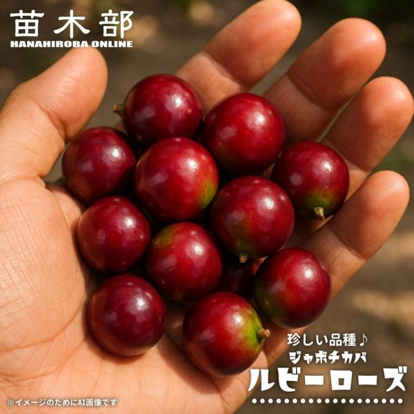 ●品種の特徴「ルビーローズ」はブラジル・バイーア州の大西洋岸森林に自生する希少なジャボチカバ。小〜中型の樹木で、先端が鋭く尖った細長い葉を持つのが特徴です。果実は成熟すると赤褐色に色づき、甘さの中にほのかな酸味が調和した風味を楽しめます。上...