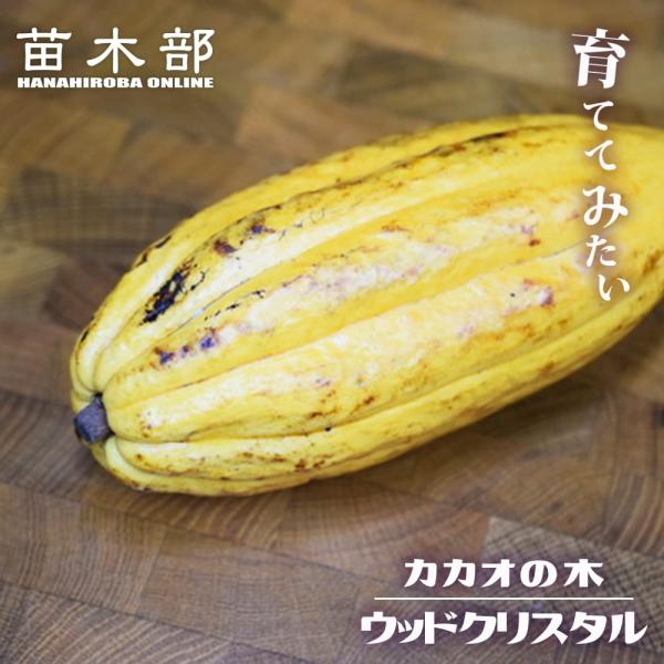 ●品種の特徴「ウッドクリスタル」はウッド調の風味で後味に華やかな花のような香りを感じる生豆。パッションフルーツやシトラスのようなトロピカルな風味がある果肉を持ちます。黄色い果皮を持ち、特徴的な台形のお尻を持ちます。クリスタルのような直線的な...