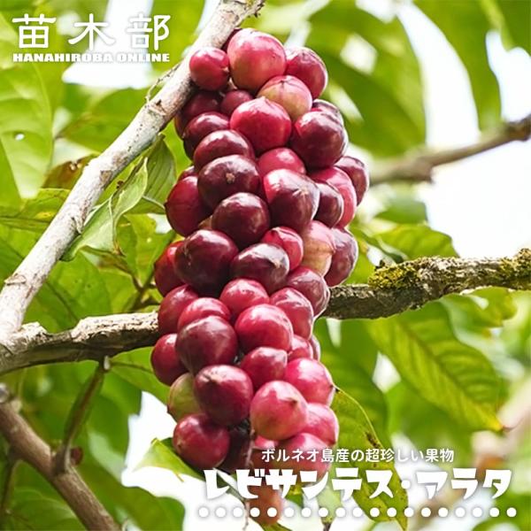 ●品種の特徴