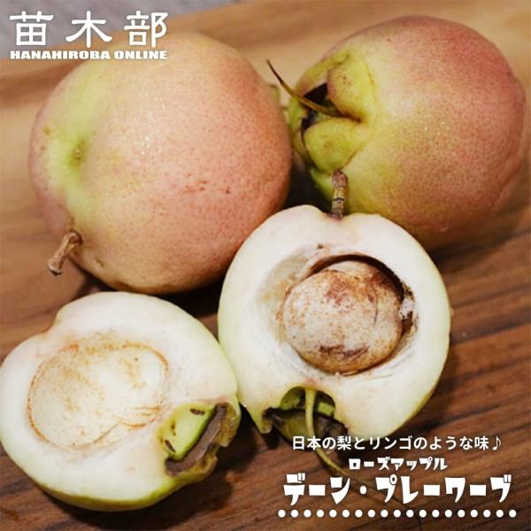 ●品種の特徴タイで古くから栽培される実生系統です。実生でも同じ特徴を持つ木が出現しやすいことで知られます。赤っぽい果皮を持ちます、果肉が厚く甘さと芳香の強さが際立つ品種です。年間を通して結実する性質を持ち、生産性にも優れています。学名：Sy...