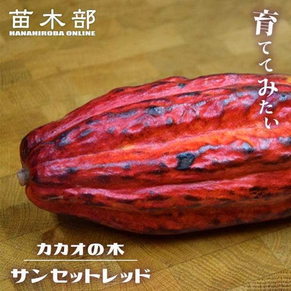 ●品種の特徴夕焼けのような鮮やかなサンセットカラーの果皮を持つ、ひときわ美しいカカオ品種、サンセットレッド。果実は非常に滑らかで艶のある果皮をまといながら、表面には岩肌を思わせる独特の凹凸が入り、力強さと美しさをあわせ持つ印象的な外観です。...