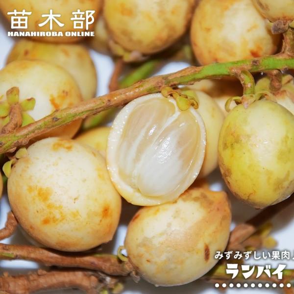 ●品種の特徴「ランバイ」はボルネオを代表するバッカウレア属の名果。上品な甘さとみずみずしい果肉が魅力の、東南アジアで古くから愛される熱帯果樹です。マレー半島、スマトラ島、ボルネオ島に自生するコミカンソウ科（旧トウダイグサ科）の常緑果樹で、バ...