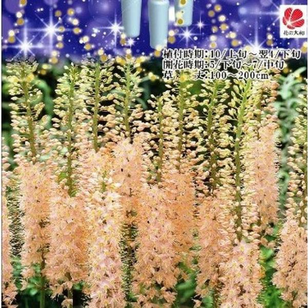 【発売日：2026年10月24日】●品種の特徴花穂を高く立ち上げて、小さな花をびっしりと付けます。花穂１本あたり300〜500近くの花が咲いているそうです。とても丈夫で育てやすい品種です。花茎は長く伸びるので花壇の後方に植えて、立体感を出す...