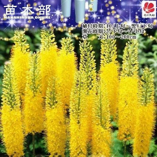 ●品種の特徴花穂を高く立ち上げて、小さな花をびっしりと付けます。花穂１本あたり300〜500近くの花が咲いているそうです。とても丈夫で育てやすい品種です。花茎は長く伸びるので花壇の後方に植えて、立体感を出すにはうってつけの植物です。初夏に花...
