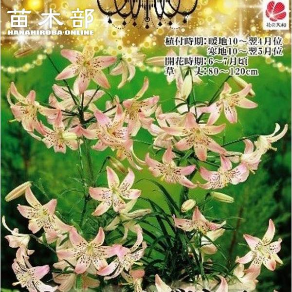 ●品種の特徴シャンデリアリリーのコサージュは中央はクリーム色で、外側へ行くほど淡いピンク色になる可愛らしい花です。中心部に斑点が入ります。小ぶりですが花数が多く、人気のある品種です。【日本の風土に合う百合の花】ユリの語源は、風に吹かれて花が...