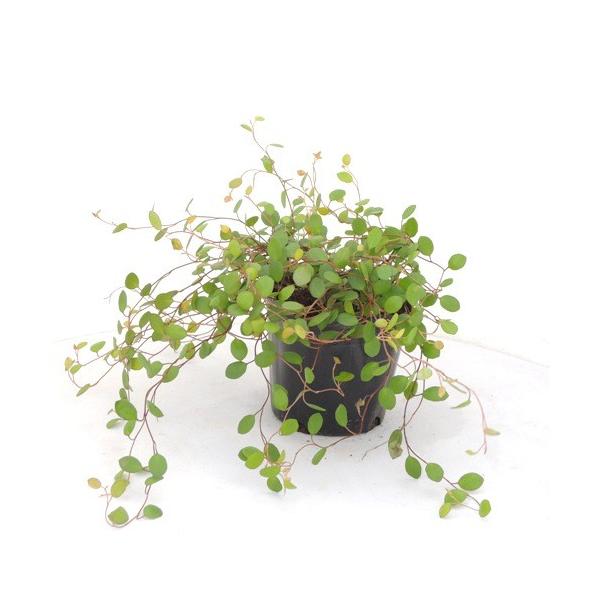 【発売日：2022年10月11日】まるで針金のような茎からワイヤープランツという名前が付きました。つややかな小さな葉も可愛らしいです。お好きな鉢に植え込んで、ツルを伸ばして棚の上から垂らしてみたり、カットして形を整えたりと自由にお楽しみいた...