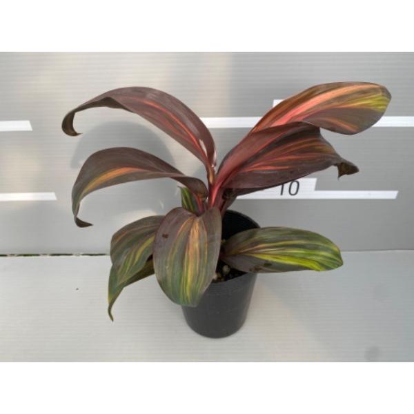 【発売日：2024年07月02日】緑色と黄色の斑入り葉に名前の通りの”チョコレート色”が溶け出したような不思議な模様がアクセントになった美しい色彩のコリジリネ・チョコレートクイーンのレッドタイプです。チョコレートクイーンの美しい斑入り葉の新...