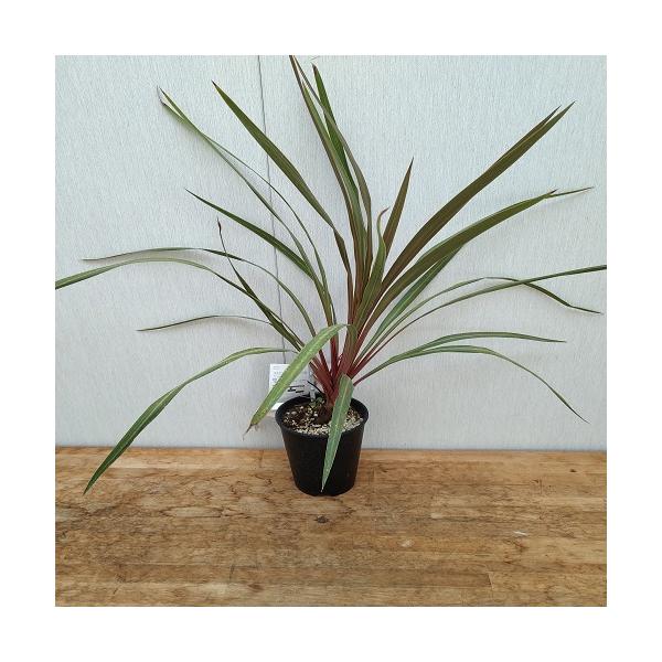 【発売日：2021年06月22日】コルジリネは赤色や黄色などの新葉のカラフルな葉色が魅力です。ミニ観葉から大鉢仕立てで楽しめます。姿が似ているので「ドラセナ」と呼ばれることもありますが、ドラセナ属ではありません。ドラセナ属と違い、地下部に多...