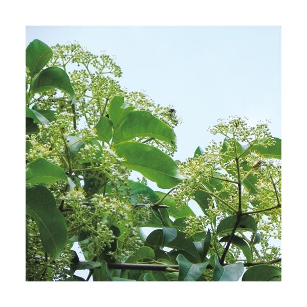 【発売日：2024年07月23日】咲くと蜜を求めてたくさんの昆虫が集まるため、近くを通るとその羽音がビービーという音を立てているからだとも言われています。夏に咲く手まり状の白色花が蜜源・花粉源として知られており、養蜂家の方に人気があります。...