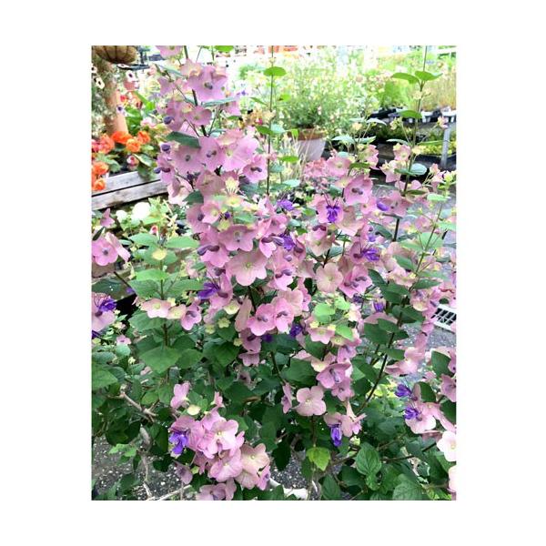 【発売日：2025年06月24日】丸いお皿のようにみえるがくの色がピンク色、その先につく花は紫色のチャイニーズハットです。 大きくなって株いっぱいに花をつけると見ごたえがあります。※ 写真は成長時（開花時）のイメージですが、お届けの際はまだ...