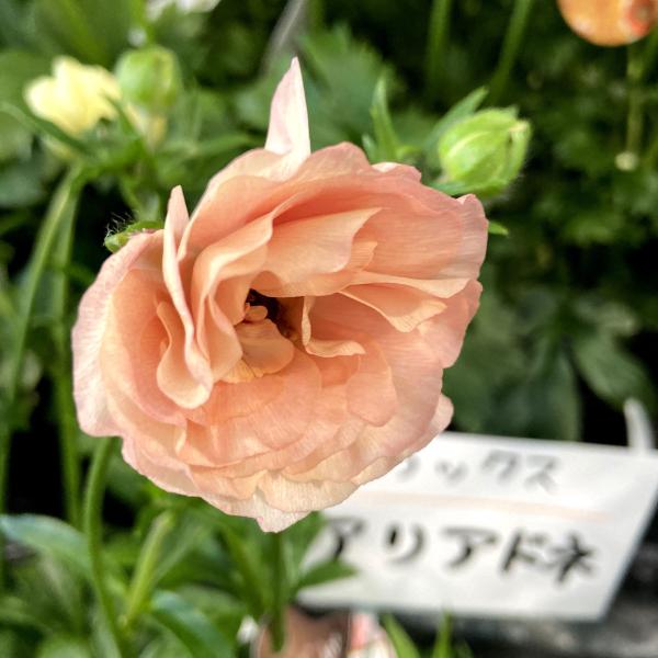 【発売日：2025年12月13日】ラナンキュラスは幾重にも重なる花弁が豪華で美しい花の球根植物です。ラックスシリーズは異種間交配で生まれた輝くようなツヤのある花びらをもち、光が当たるとピカピカ輝いているように見える品種。花色は咲き始めは濃く...