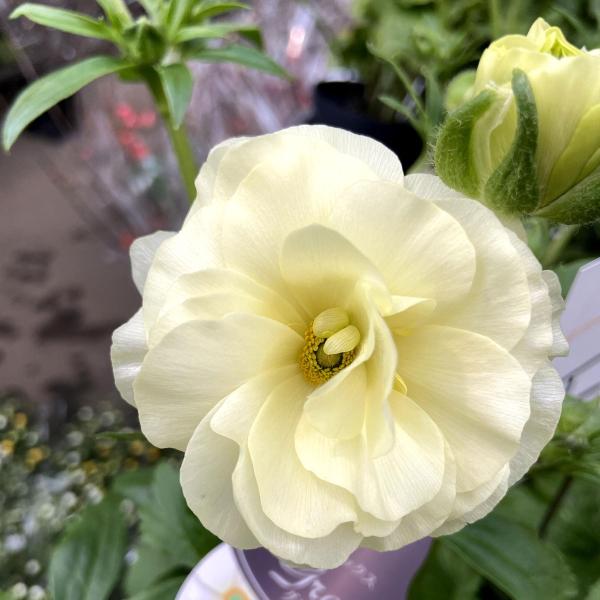 【発売日：2025年12月13日】ラナンキュラスは幾重にも重なる花弁が豪華で美しい球根植物です。ラックスシリーズは異種間交配で生まれた輝くようにつややかな花びらをもち、光が当たるとピカピカ輝いているように見える品種。花色は咲き始めは濃くて、...