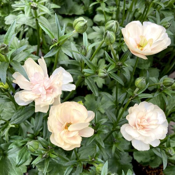 【発売日：2025年12月13日】ラナンキュラスは幾重にも重なる花弁が豪華で美しい球根植物です。ラックスシリーズは異種間交配で生まれた輝くようにつややかな花びらをもち、光が当たるとピカピカ輝いているように見える品種。花色は咲き始めは濃くて、...