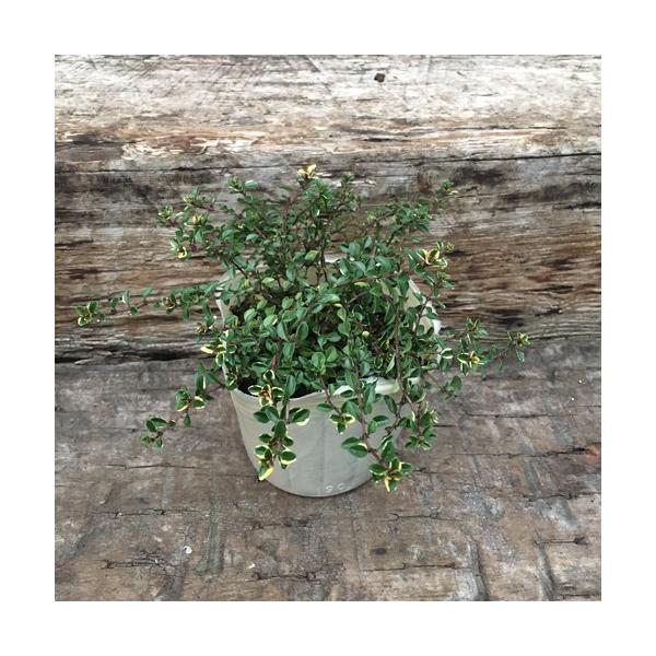 株全体でまばらに葉の縁に白い斑が入るタイムで、横に這うように広がる匍匐性のタイムです。中には枝全体が白い斑の葉になるところもあります。冬季は斑の部分が赤く紅葉します。 爽やかな香りで、夏にピンク色の花を咲かせますが、やや咲きにくいです。グラ...