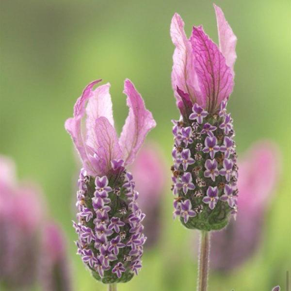 【発売日：2025年03月25日】ラベンダー　ピンクスターはピンクと白のバイカラーの星咲き品種。うさぎの耳のような苞葉も可愛らしいです。 品種登録出願中※発色には個体差があります。ストエカスラベンダーは別名フレンチラベンダーともいわれ、ウサ...